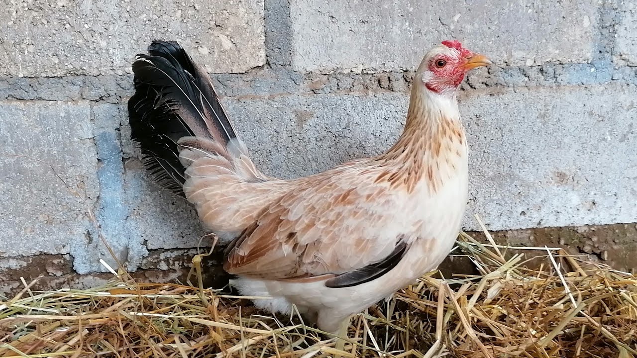 3 Hermosos Ejemplares - Gallo ROUND HEAD y Gallina BRADY (Entrega!) 🐓 ...