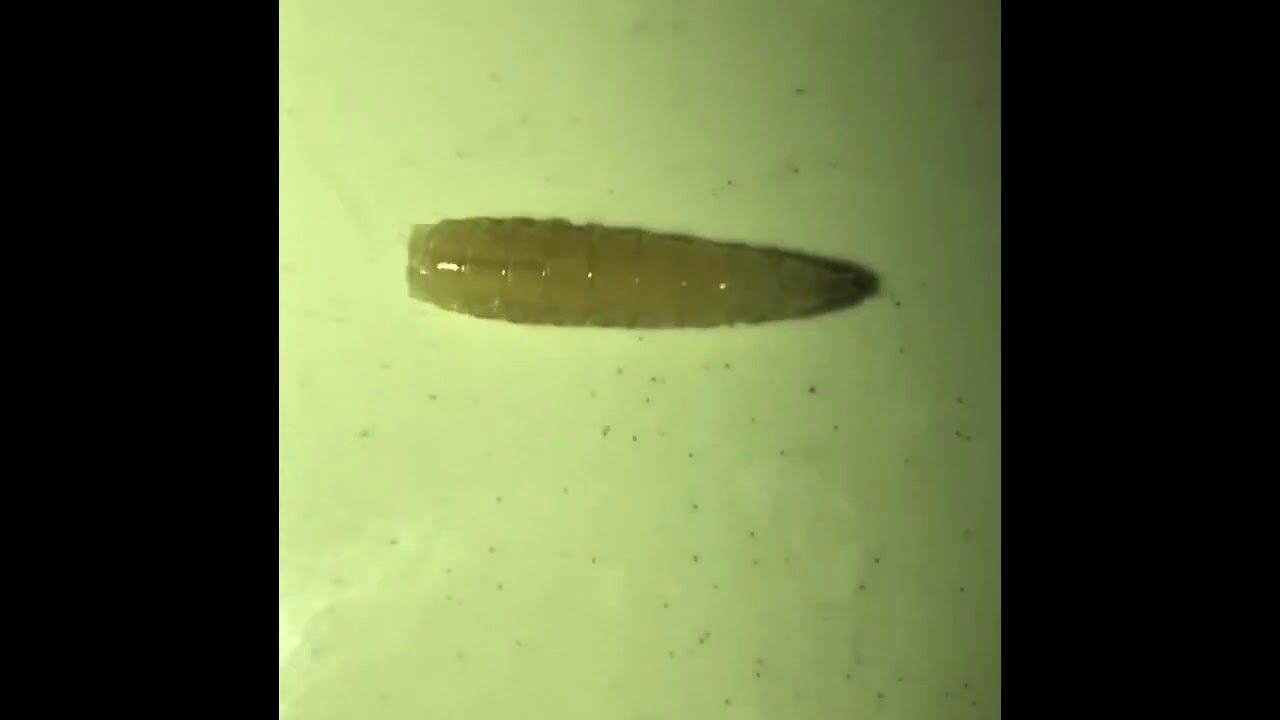 Macro Video of a Moving Maggot - YouTube