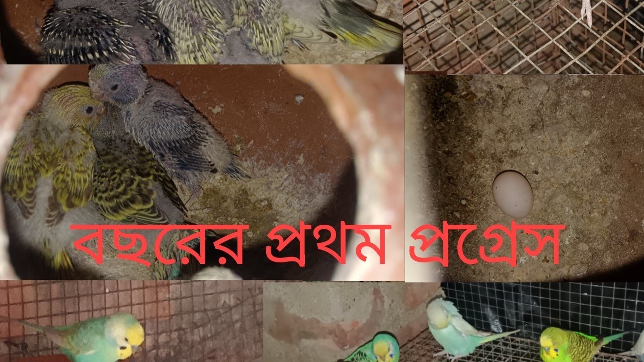A new guest has arrived in my Badri bird colony//আমার বদ্রি পাখির ...