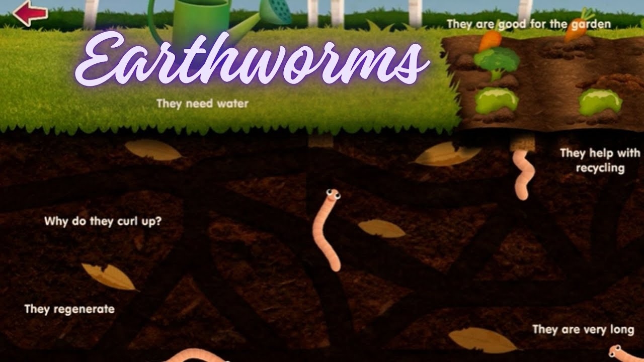 Earthworms 🪱🪱🪱Why do they curl up? How are Earthworms helpful to humans ...