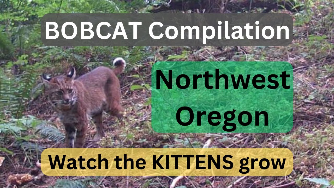 BOBCAT Compilation | NW Oregon State | TRAIL Camera | #nature #bobcats ...