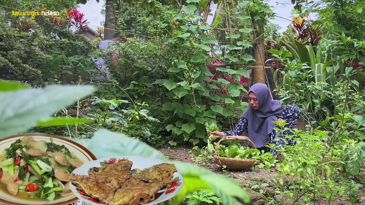 Panen pakcoy di kebun, tumis pakcoy bakso saus tiram,telur dadar bayam ...