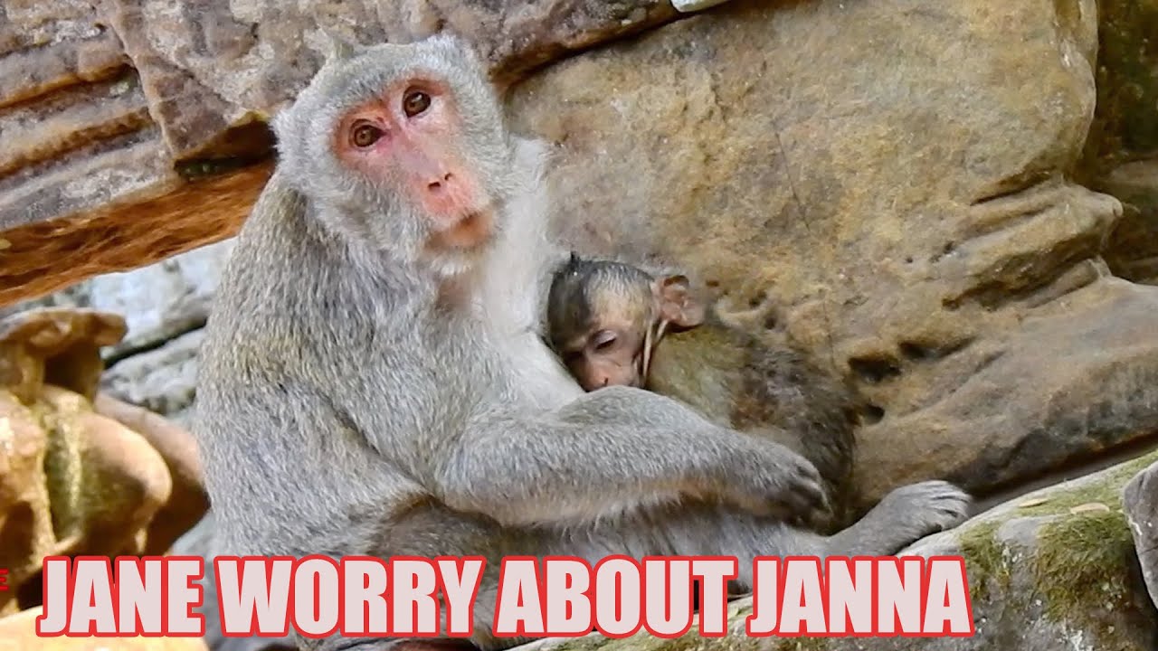 JANE VERY WORRY A BOUT JANNA'S ILLNESS SHE UPSET ALL THE TIME.#MONKEY ...