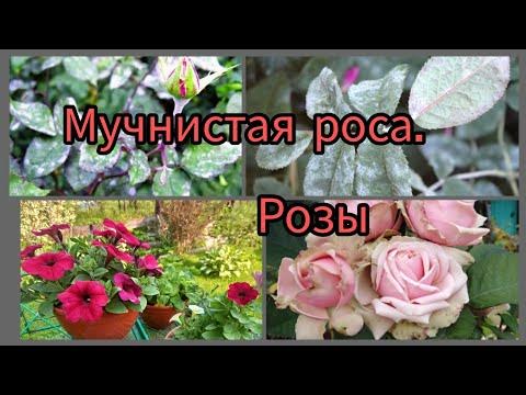 Мучнистая роса на любимой розе. - YouTube