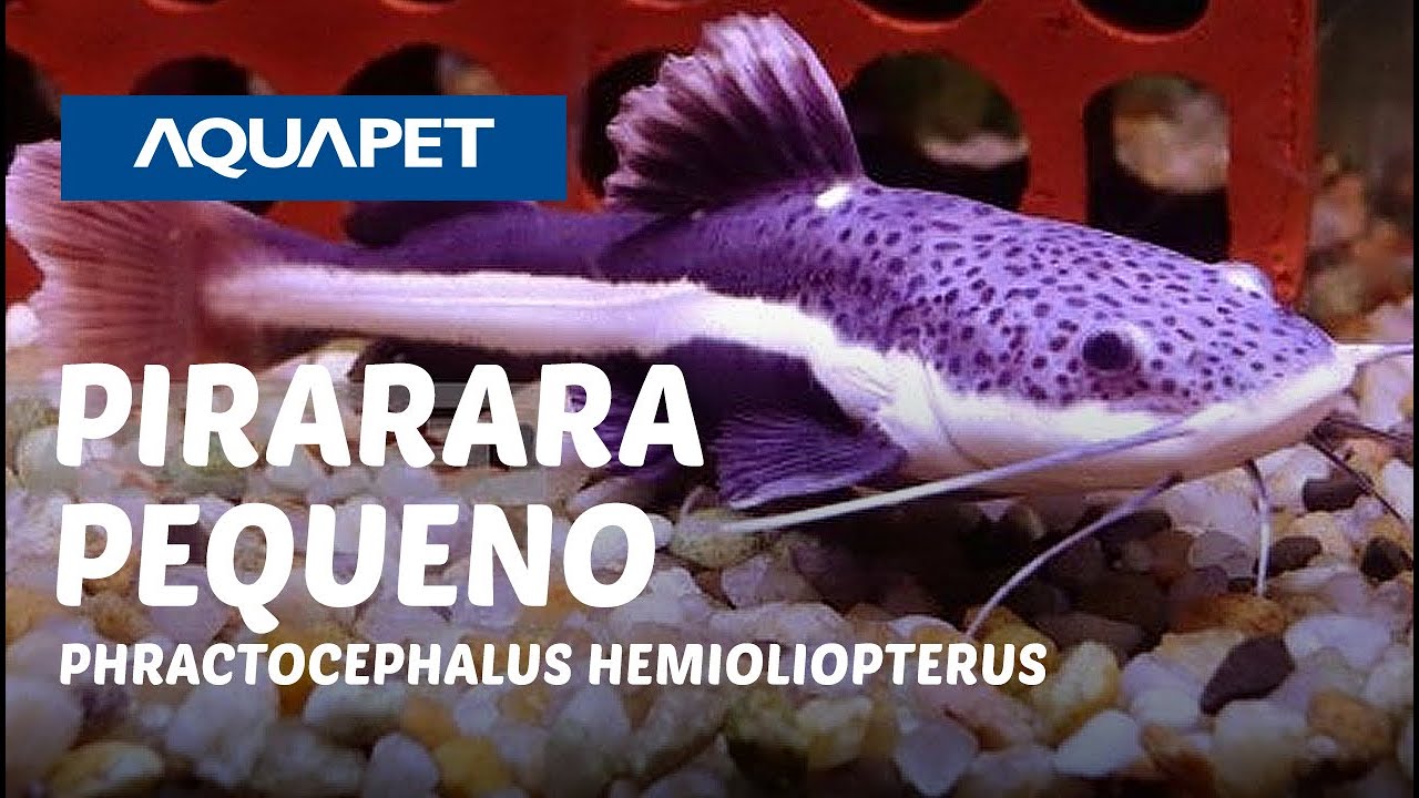 PIRARARA PEQUENO (PHRACTOCEPHALUS HEMIOLIOPTERUS) - YouTube
