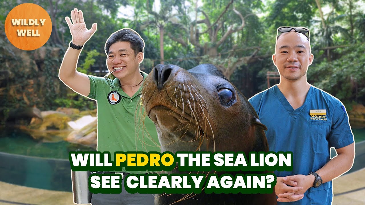Wildly Well - Pedro the sea lion sees again! - YouTube