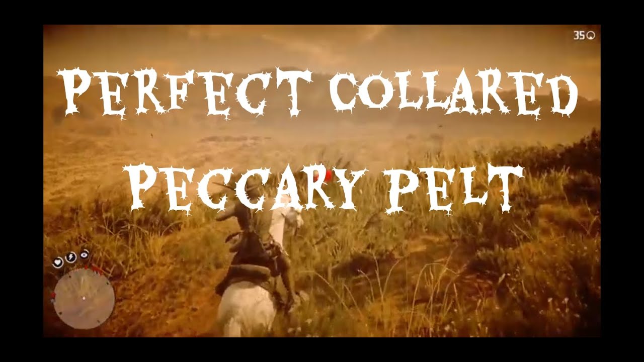 Red Dead Redemption Perfect Collared Peccary Pelt - YouTube