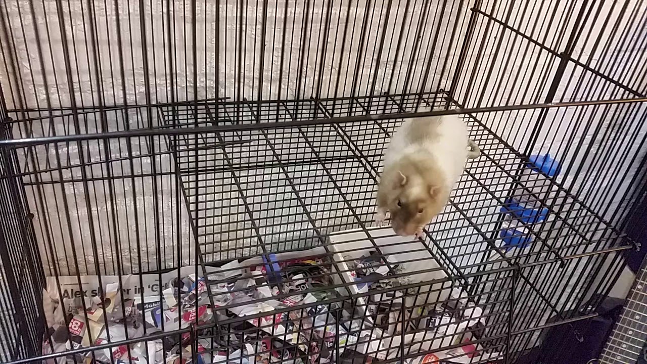 This is what a super excited rat looks like! Ready for his "Sip Up ...