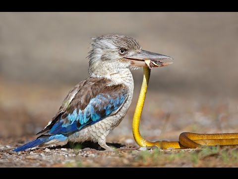 Snake vs birds - YouTube