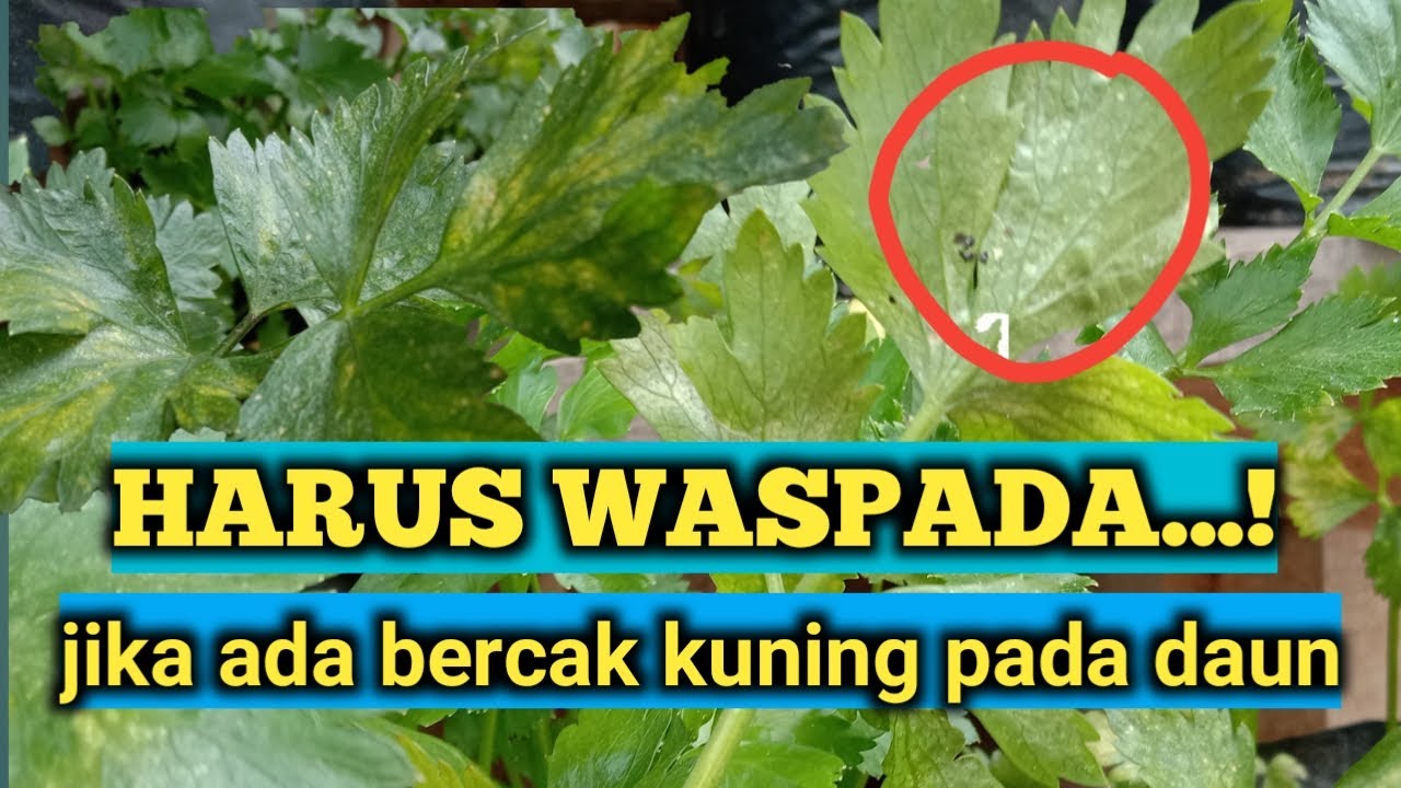 Cara mengatasi penyakit bercak kuning pada seledri - YouTube