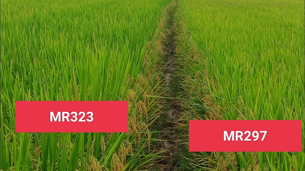 PADI MR 323 DAN MR 297 - YouTube