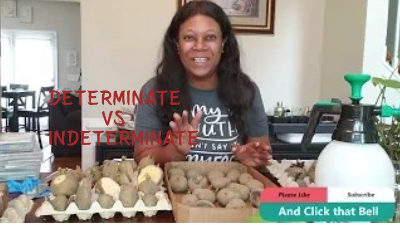 Determinate vs Indeterminate Potato | Why is It Important to Know the Difference |A Beautiful ...