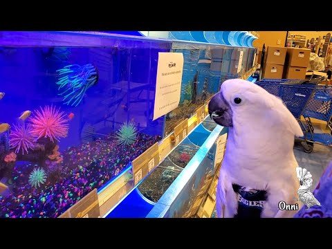 Wanna Smile? Onni Cockatoo Takes a Trip To Petsmart