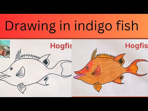 Learn to Draw and Color H for Hogfish | Alphabet Learn with Fish Series ...