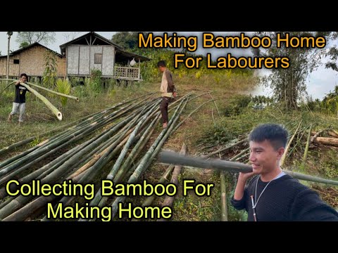 Collecting Bamboo For Building Home || Making Bamboo Home For Labourers ...