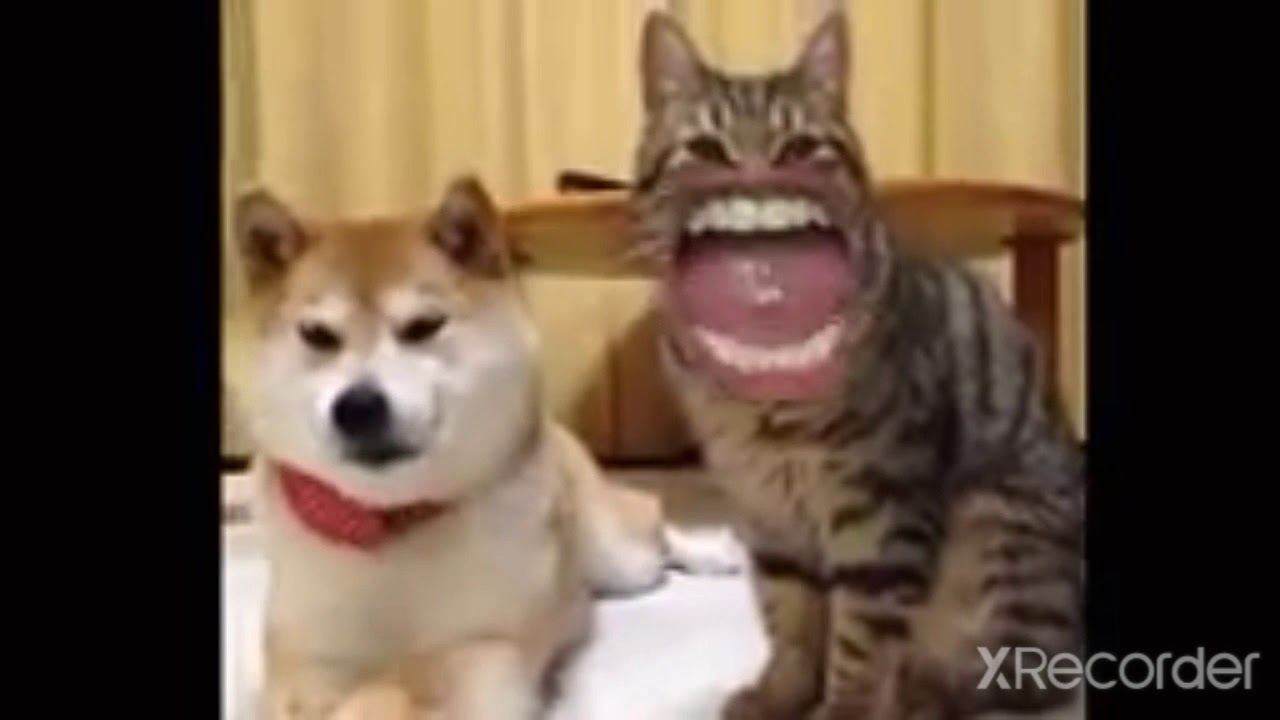 Funny video dogs compilation2020 suoer funny meme of dog - YouTube