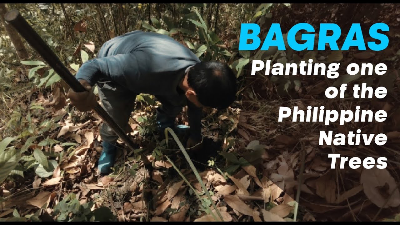 Planting Bagras: Philippine Rainbow Eucalyptus Tree - YouTube