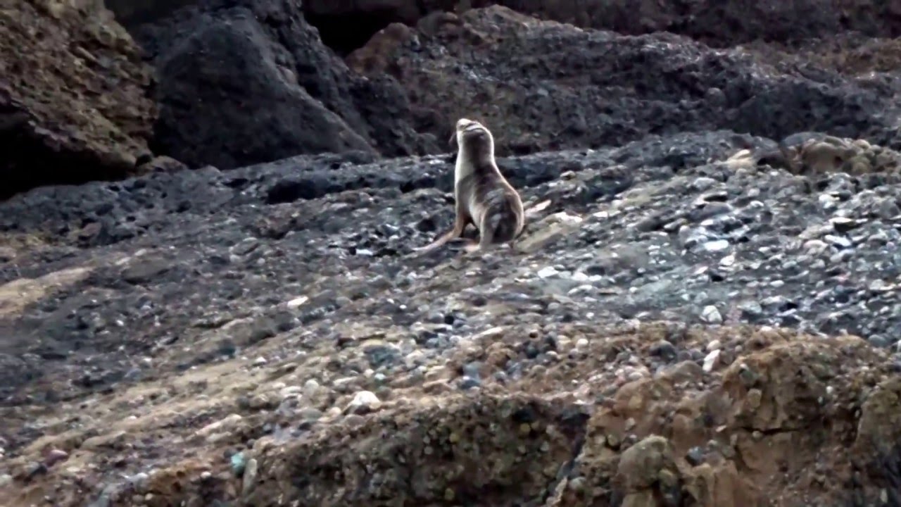 Baby Seal Waddling - VERY FUNNY! - YouTube