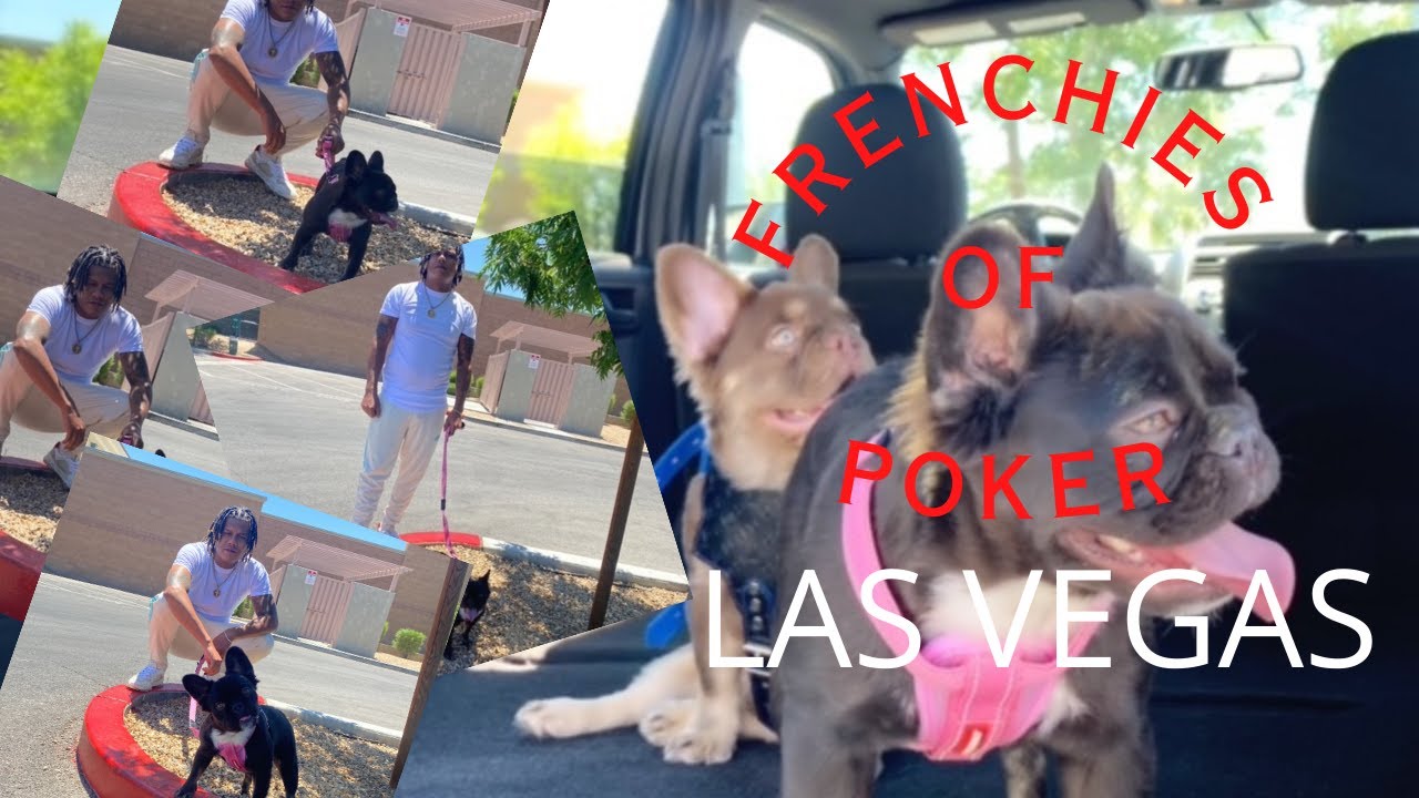 FRENCHIES OF POKER - Fluffy Frenchies Puppies coming soon! - YouTube
