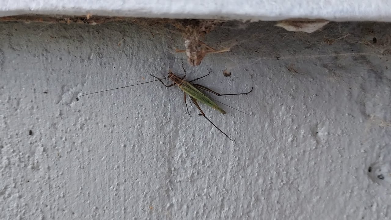 unknown weird green bug outside!!! - YouTube