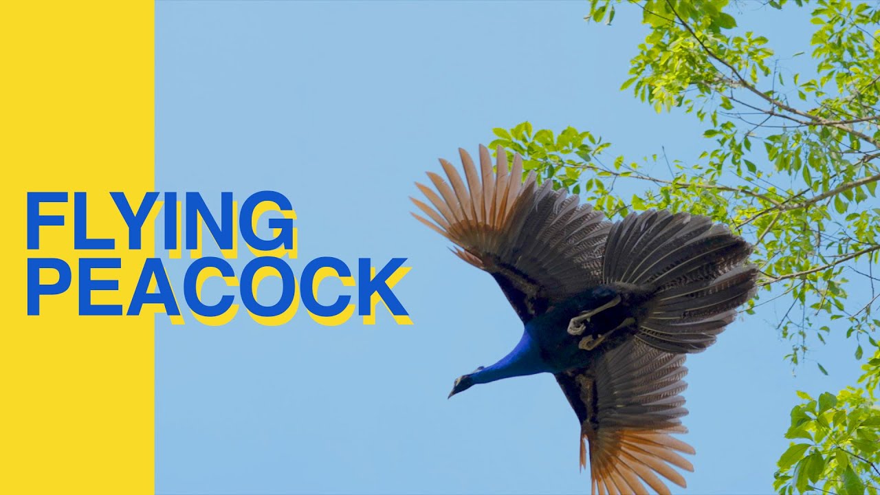 Peacock Flying Amazing Video - YouTube