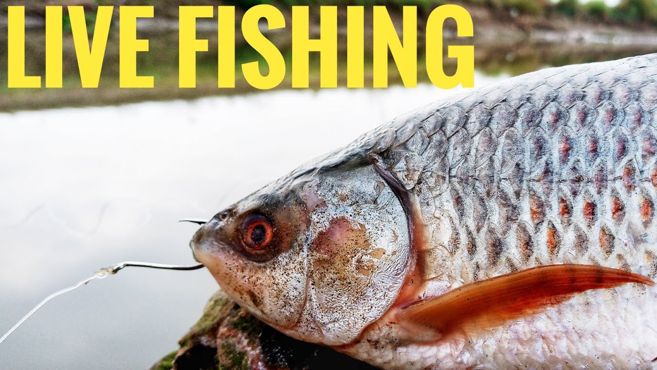 Fishing In Pakistan | Live Fishing | Kala Raho Fish | Adventure ...