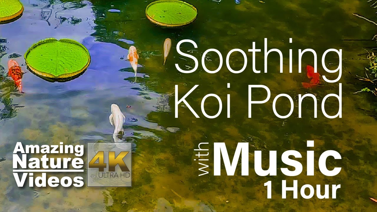 Beautiful Koi Fish Pond with Soothing Music | Nature Relaxation Music ...