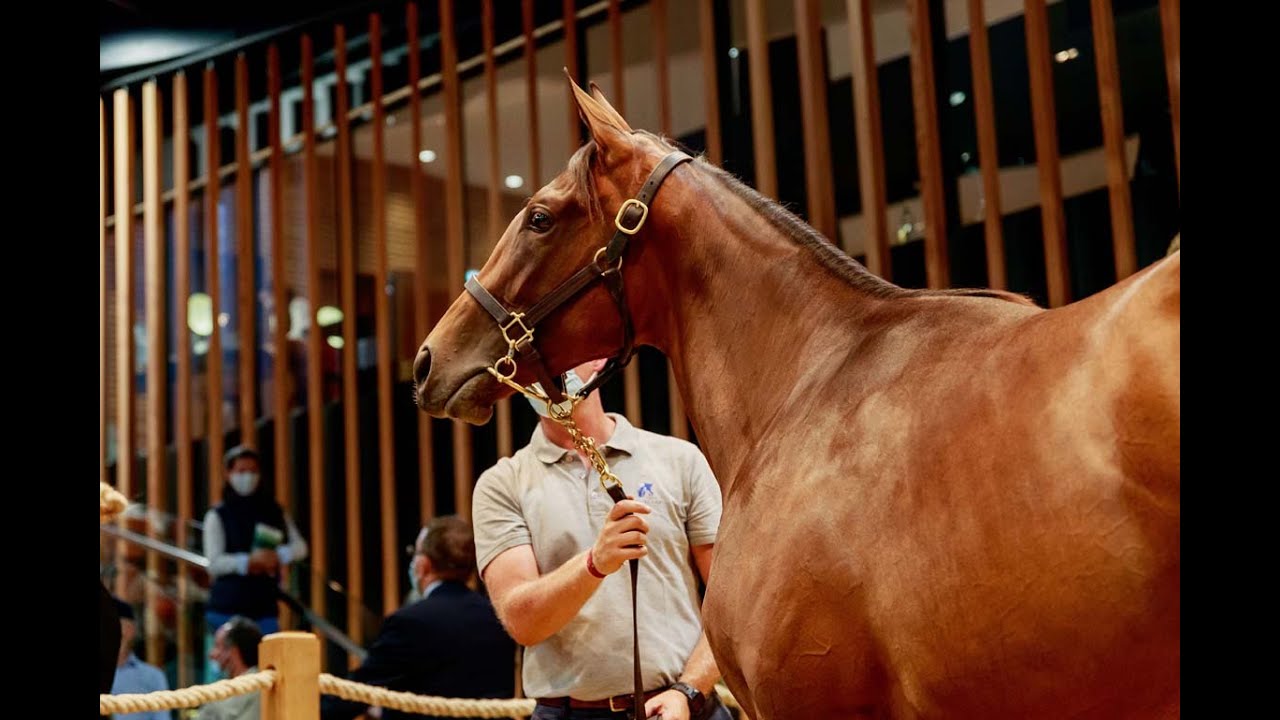 Arqana August Yearling Sale 2021 Day Two - YouTube