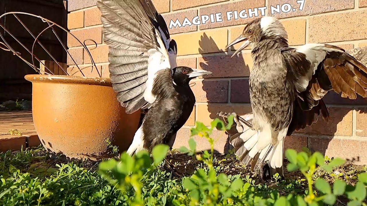 Magpie Fight No. 7 - Infiltrators - YouTube