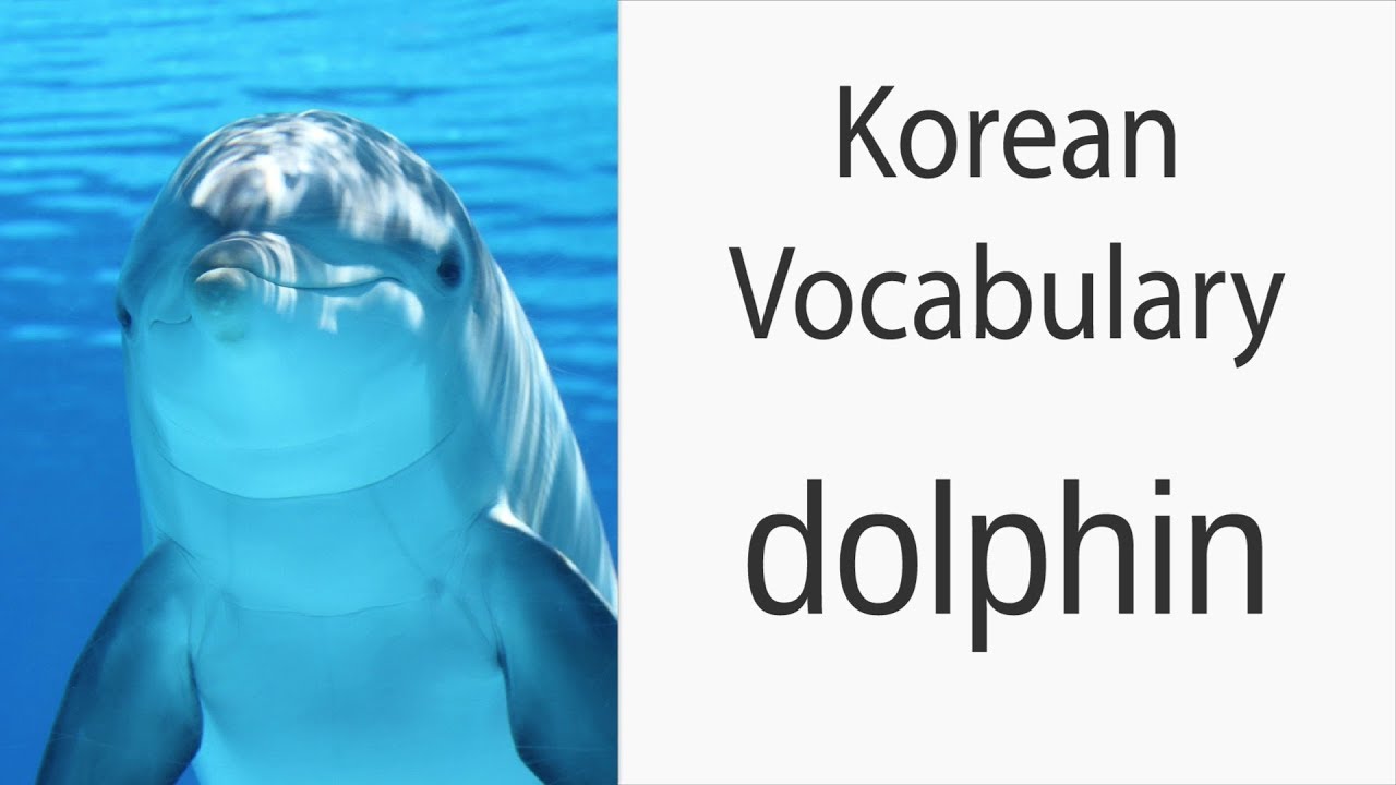 How to say "Dolphin" in Korean - YouTube
