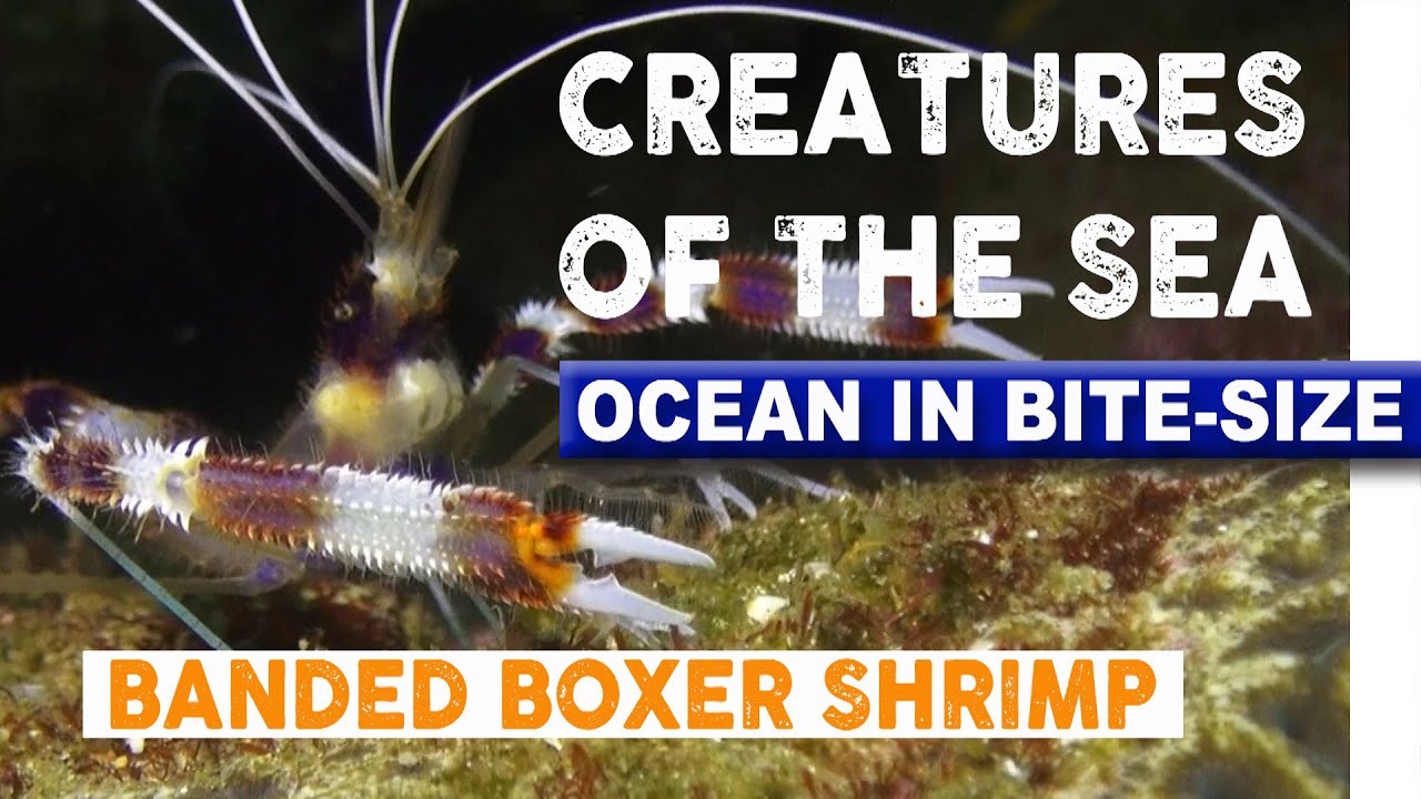 Creatures of the Sea - Spiky Boxer Shrimp - YouTube