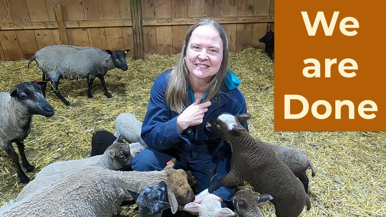 The Last Lamb - Belva's lamb and a sad new development - YouTube