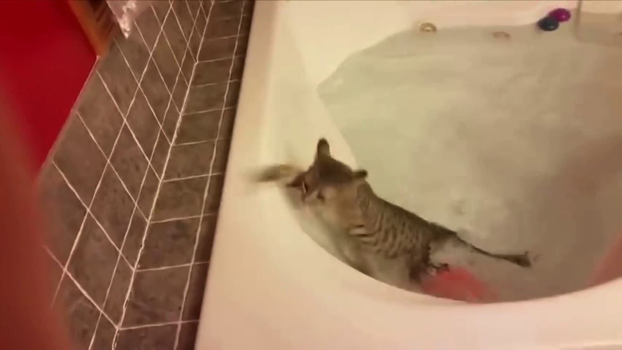 Funny cats getting scared - YouTube