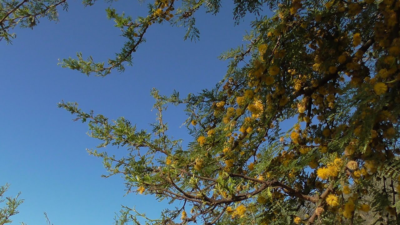 Espinillo Vachellia caven. El árbol de Entre Ríos. - YouTube