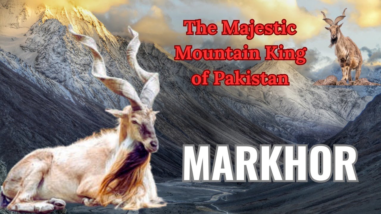 Meet The Majestic Markhor: The True King Of The Mountains! | Pakistan ...