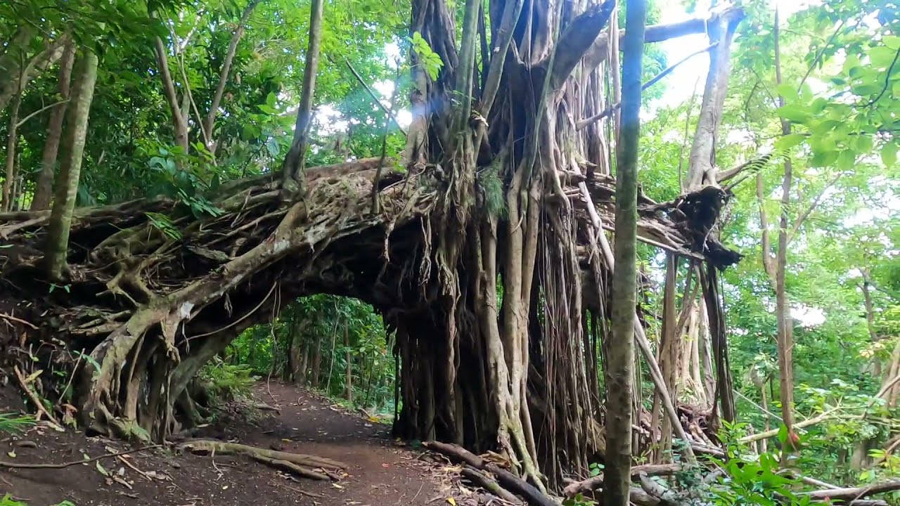 Tantalus Trail - Oahu Hike Hawaii - YouTube