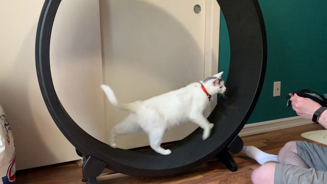 The Running of the Chonk 06/01/20 - YouTube