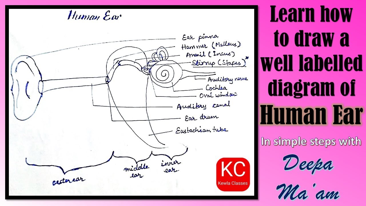 How to draw well labelled diagram of Human Ear - by Deepa ma'am - YouTube