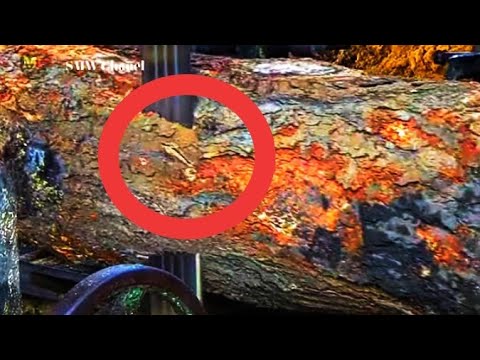 yellow like gold || this is what jackfruit wood looks like when it's old