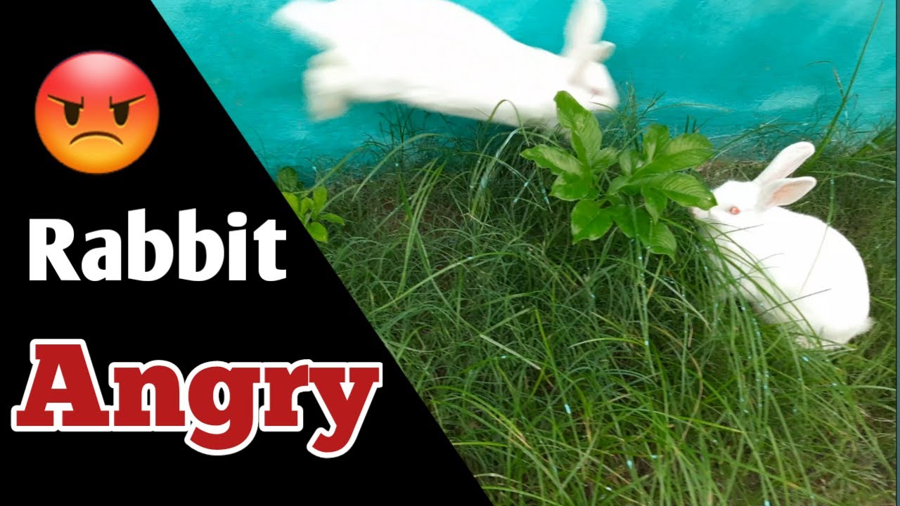 Angry Rabbit Fight | Rabbit Fighting after getting Provoked | New ...