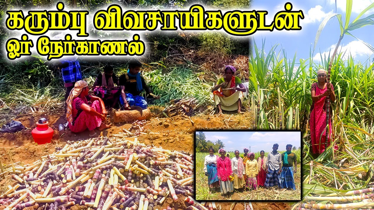 கரும்பு விவசாயிகளுடன் ஓர் நேர்காணல் | Karumbu | Agriculture | Sugarcane ...