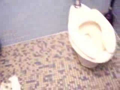 Nasty Toilets! - YouTube