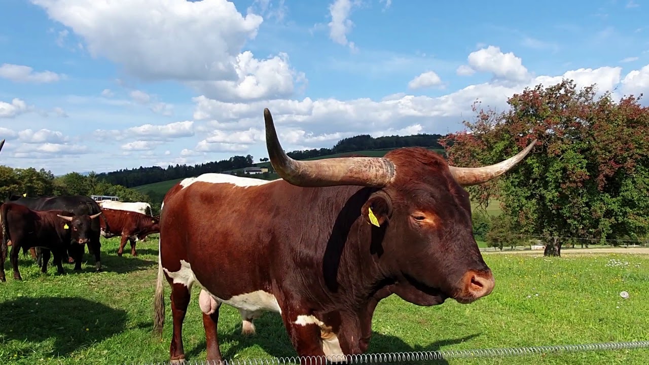 Sonnenhof Weidetiere - YouTube