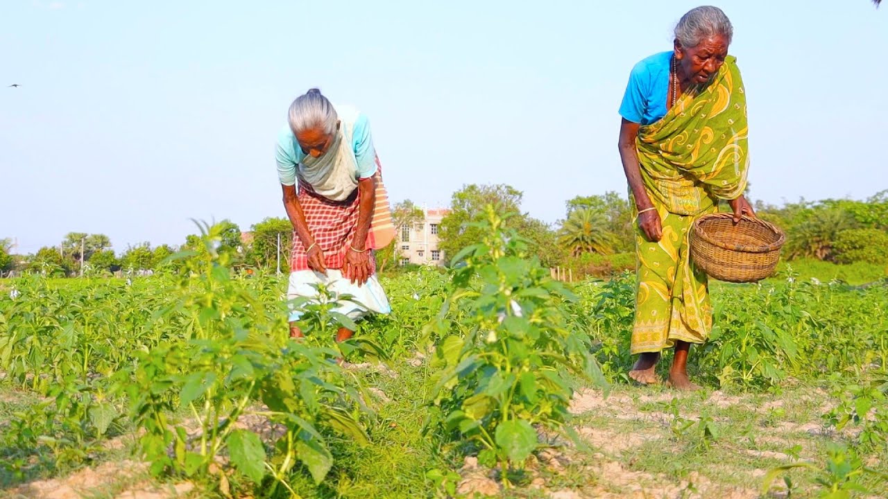 Picking spinach from village field and cooking by grandmothers | daily ...