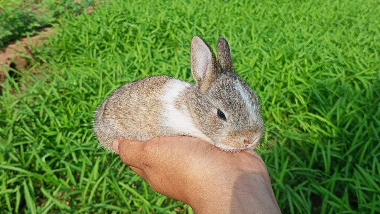 Cutest Little Rabbits Eating Green Vegetable - So Yummy - YouTube