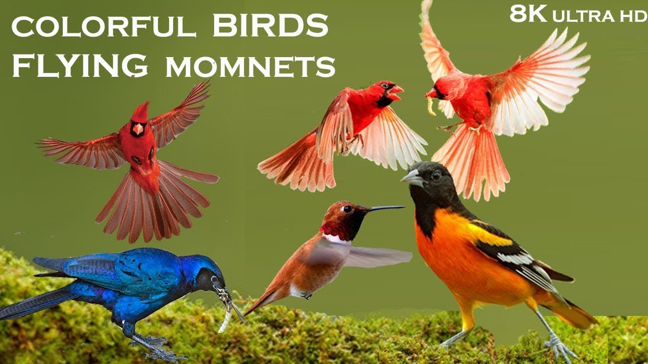 Magnificent Colorful Birds Flying Moments in 8K ULTRA HD | Relaxing ...