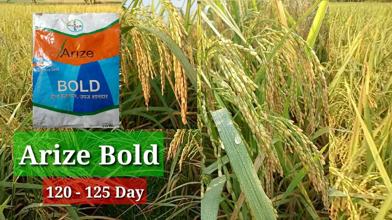 Bayer Arize Bold dhan / 120 - 125 Day / real life pagulu - YouTube