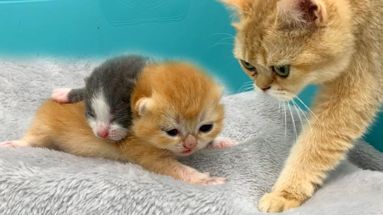 Newborn kittens woke up and call mom cat - YouTube