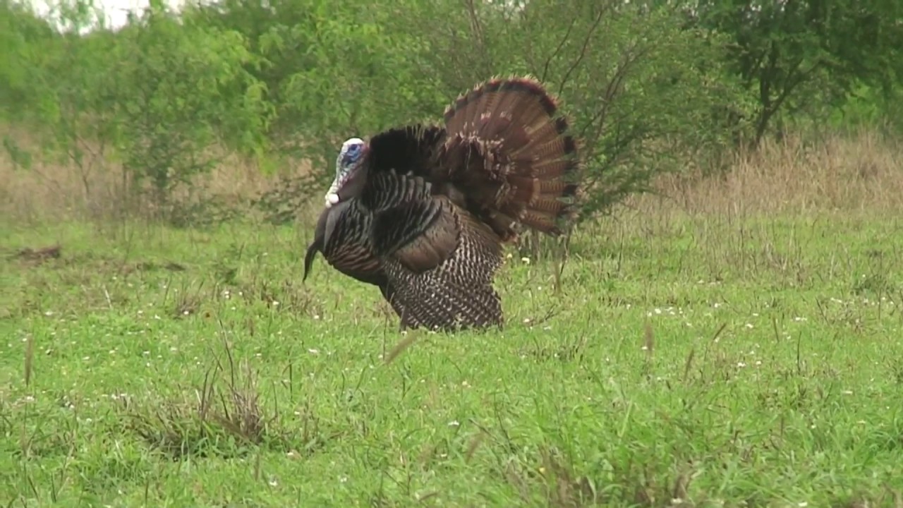 Youth season first turkey, dad's reaction is the best! - YouTube
