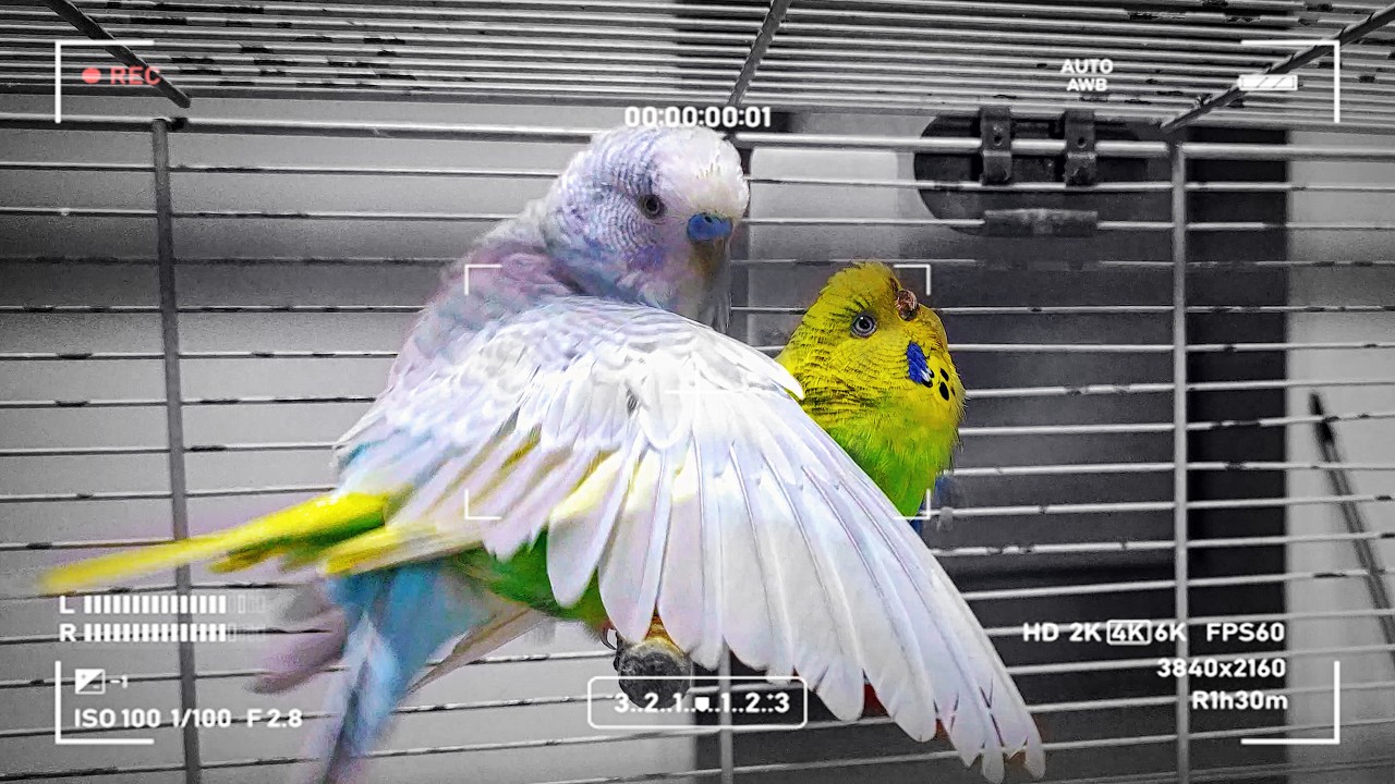 Signs of a Pregnant Budgie and How to Care for Them - YouTube